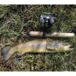 How to Use a Pickling Crock - Fermenting your own Veggies